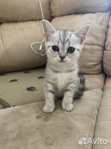 Котята шатландские веслоухие