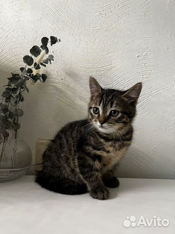 Замурчательный котенок