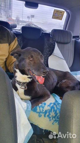 Пёс Стёпа ищет передержку