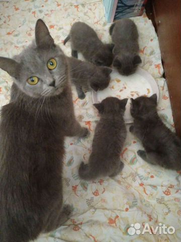 Британские котята