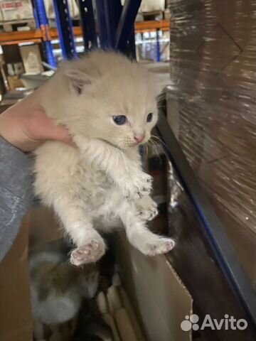 Котенок 1 мес в добрые руки дар бесплатно