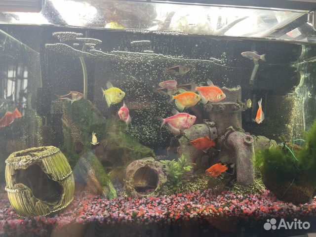 Аквариумные рыбки
