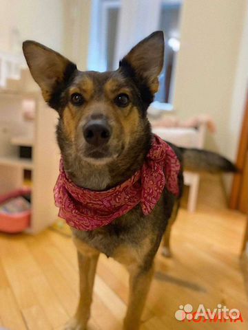 Забери ушастую домой