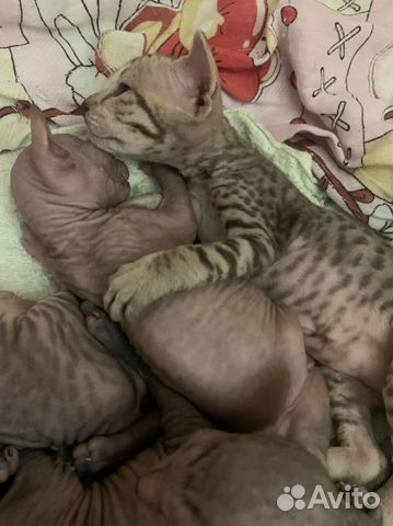 Донской сфинкс котята