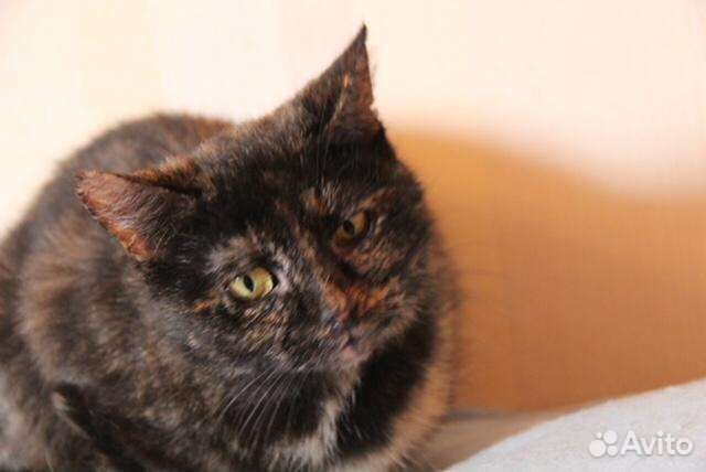 Ася ищет свою семью