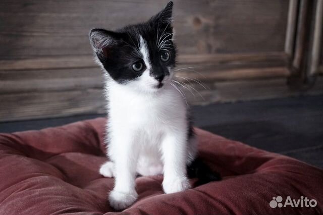 Котенка в добрые руки (Девочка)