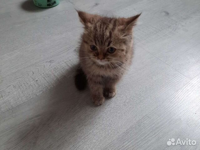 Британская кошка бесплатно