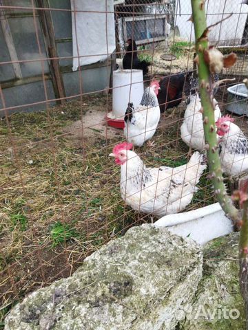 Продаем домашних курей несушек, возраст 10 мес