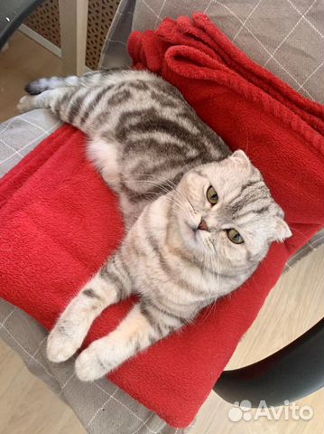 Шотландская вислоухая кошка вязка