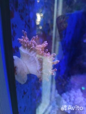 Актиния квадриколлор