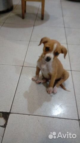 Собака в добрые руки щенок