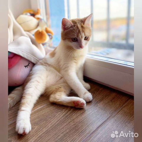 Котёнок, солнышко Нафаня в добрые руки