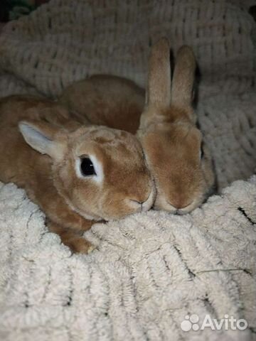 Крольчата Рекс декоративные