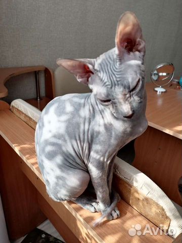 Донской сфинкс