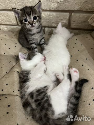 Котята ищут семью