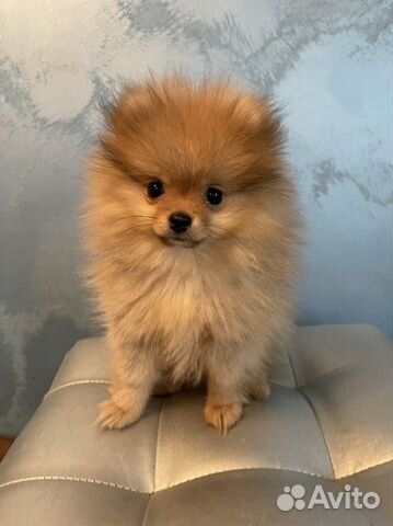 Щенок шпица