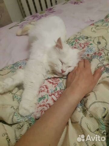 Турецкая ангора метис