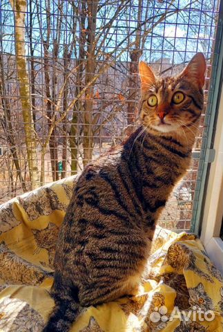 Солнечный котик