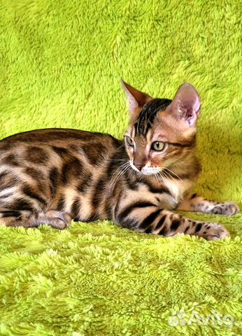Бенгальские котята