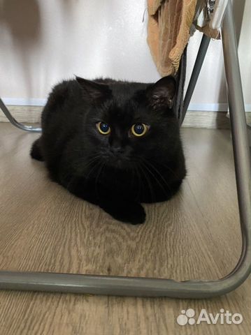 Отдам кота в добрые руки