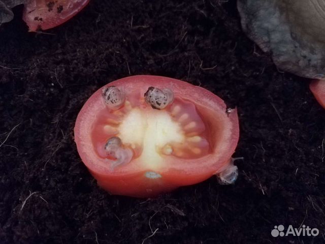 Ахатины улитки (детки)