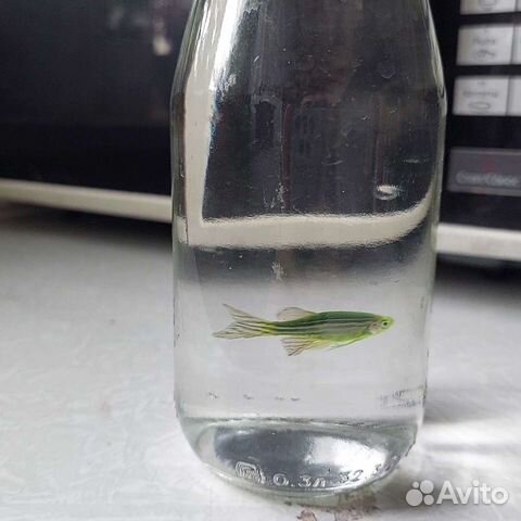 Данио бесплатно