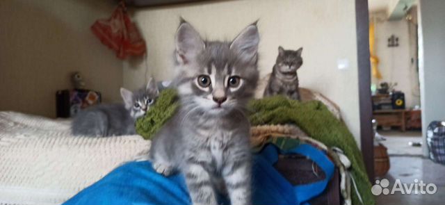 Котята сибирской кошки