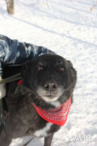 Собака в добрые руки