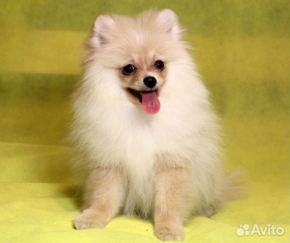 Шпиц девочка мини