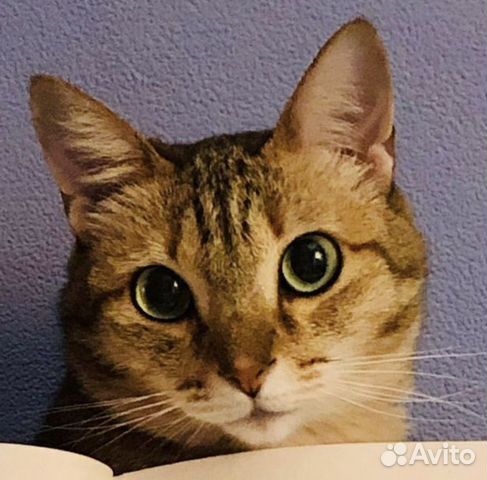 Кошечка в доьрые руки