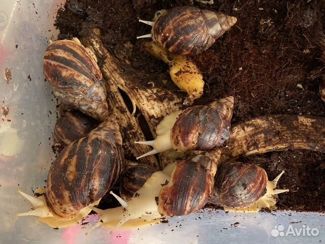 Улитки Ахатины ретикулята