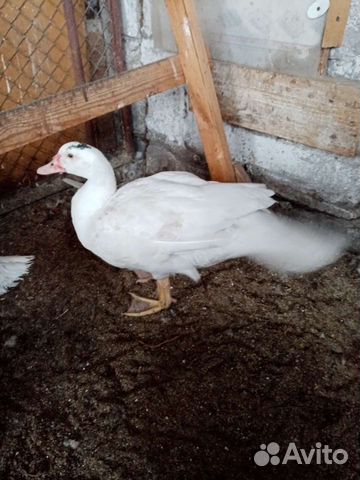 Индоутки (мускусы) семья 1+3