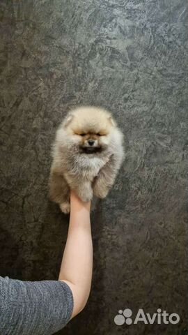 Плюшевый мишка