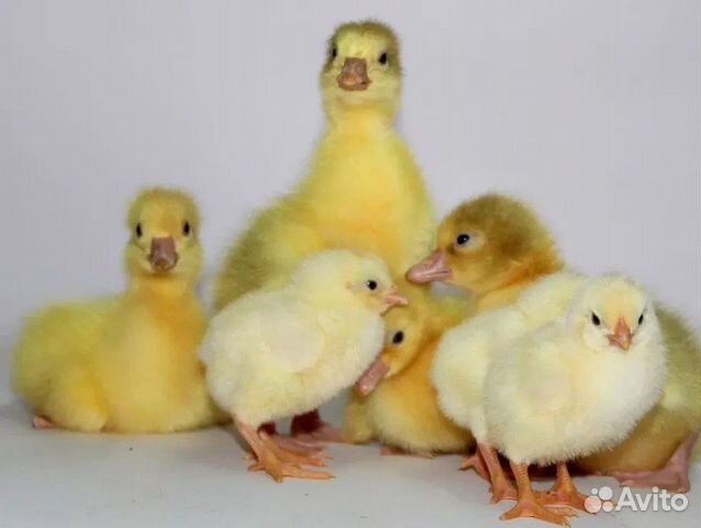 Цыплята бройлеры