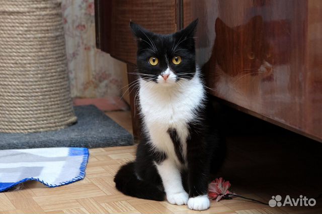 Котенок