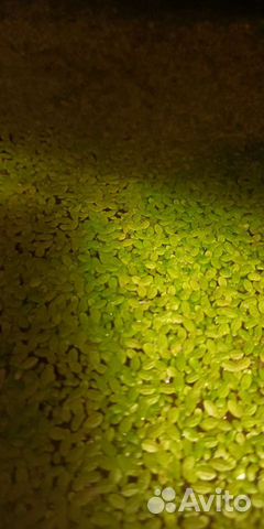 Ряска/прополка аквариумов