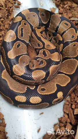 Змея с террариумом