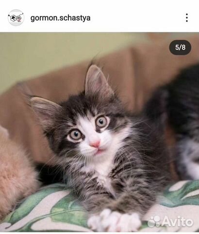Котенок мальчик. 2 месяца