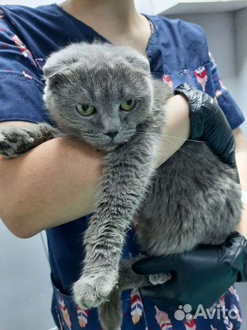 Шотландская кошка бесплатно