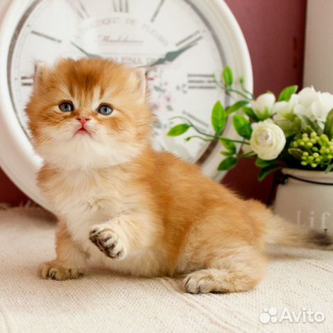 Шоколадная золотая шиншилла