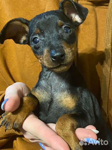 Щенки цвергпинчера. Девочки