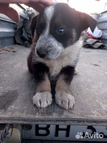 Отдам бесплатно щенки