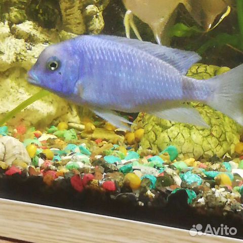 Аквариумные рыбки цихлиды