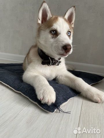 Щенок хаски