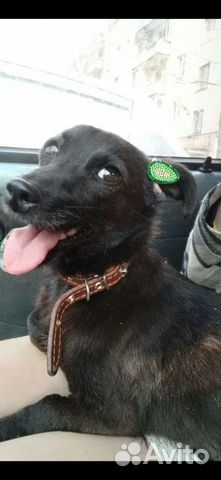 Собачка Мышка в поисках дома