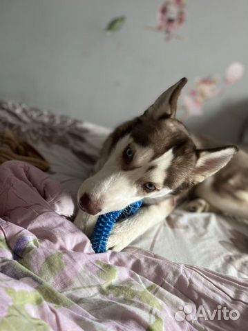 Сибирский хаски