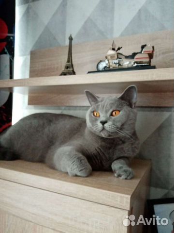 Британская кошка