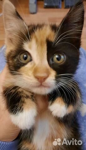 Котята 1 месяц