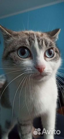 Кошка Зефирка в дар