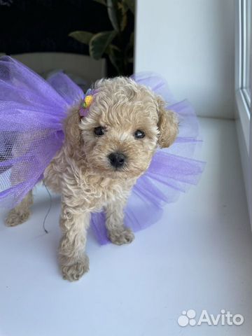 Той-пудель девочка